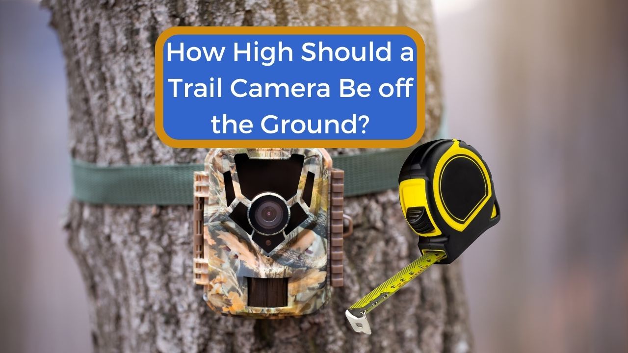 How High Should A Trail Camera Be Off The Ground?